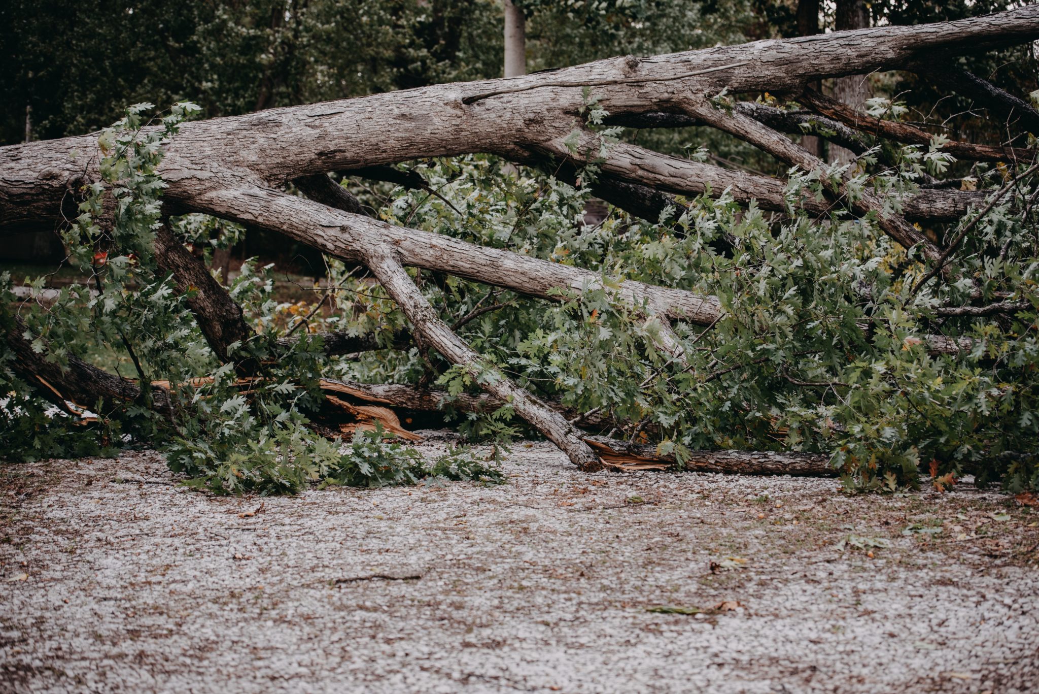 City begins tree removal project | City of Pittsburg